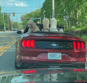 25 Cool, Funny, and Weird License Plates on the Road! | LookupAPlate